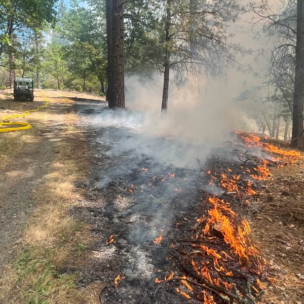 S-212 Wildland Fire Chain Saws - The Healthy Forest Alliance Foundation